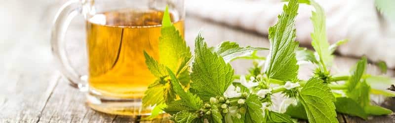 Τσουκνίδα: Tα Κορυφαία 10 Οφέλη για Υγεία. Ανακαλύψτε τη Φύση - Lelex Tea